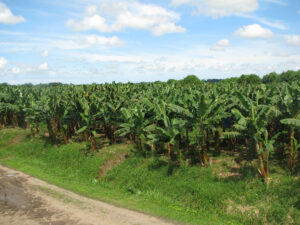 El 53% de las fincas bananeras de Costa Rica están certificadas como ...
